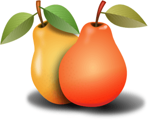 Pear PNG Images - 40 Free Transparent PNGs | PNGImages.com
