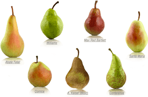 Pear PNG Images - 40 Free Transparent PNGs | PNGImages.com